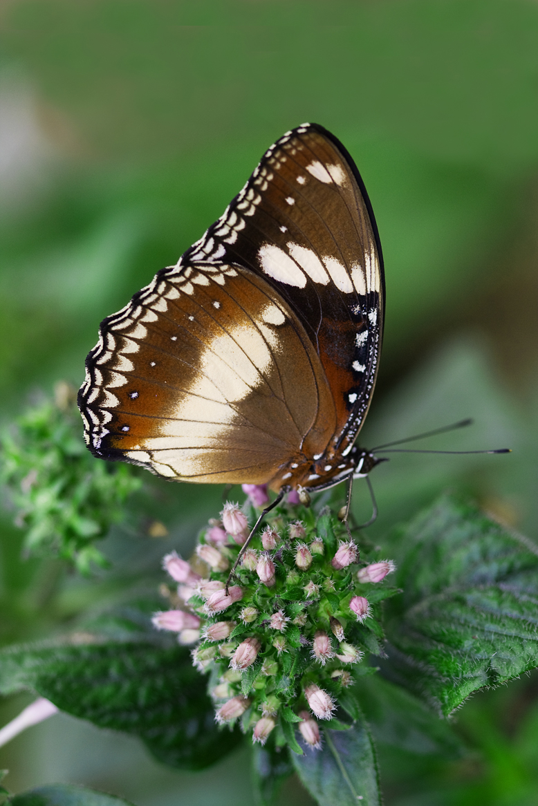 Bribie Island Butterfly House
