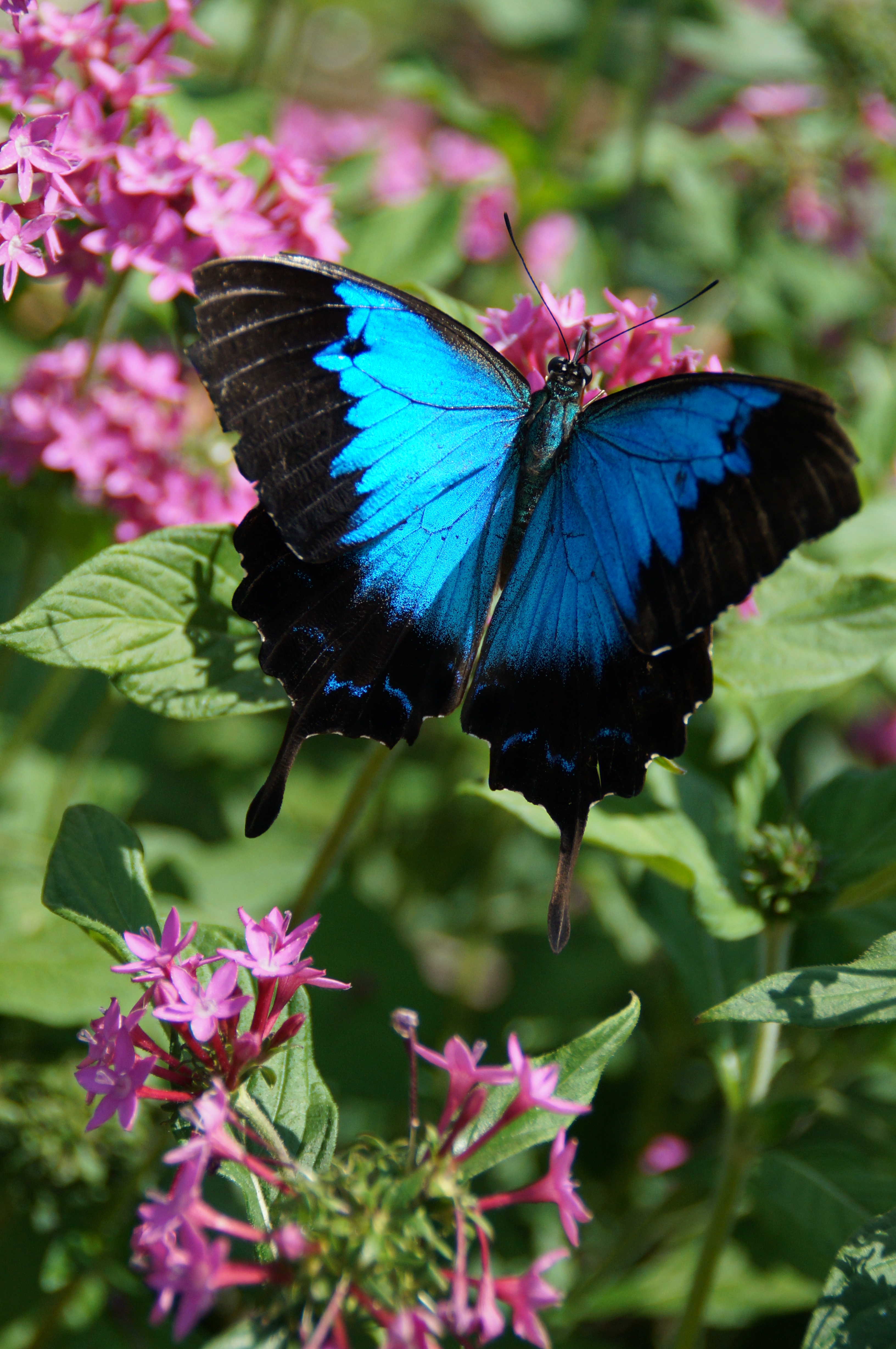 Bribie Island Butterfly House