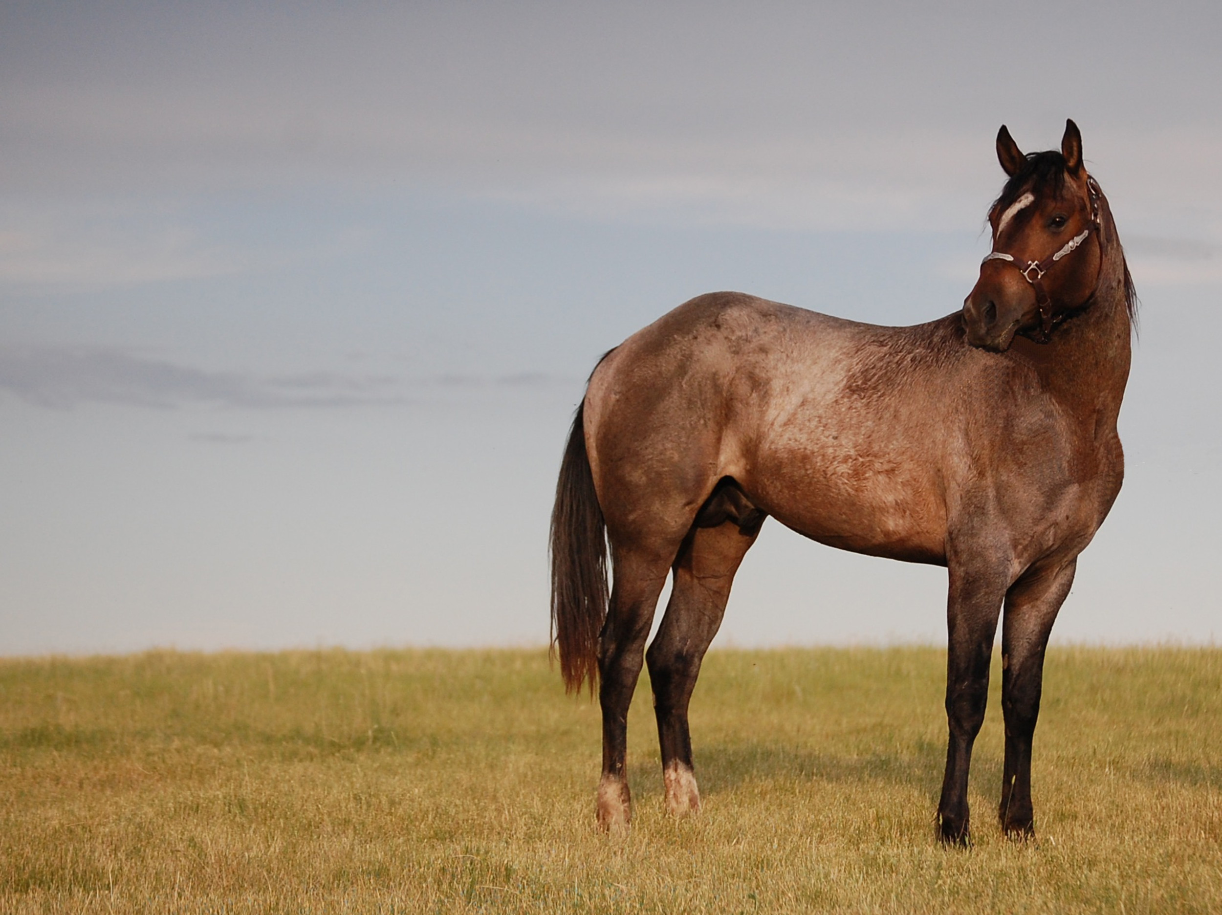 Lazy JS Ranch LJSR Remington Roan's progeny