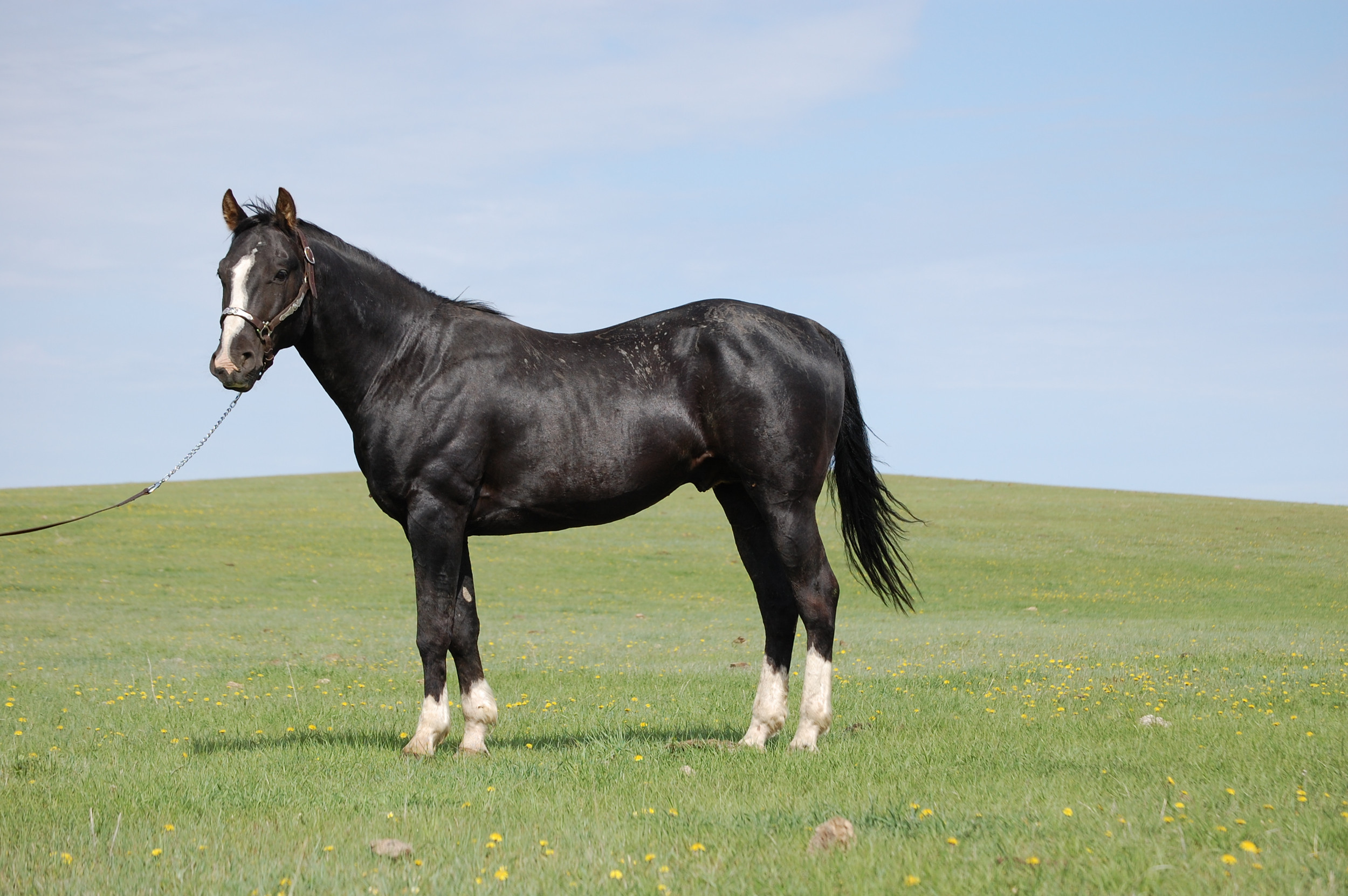 Lazy JS Ranch LJSR Emperor's progeny