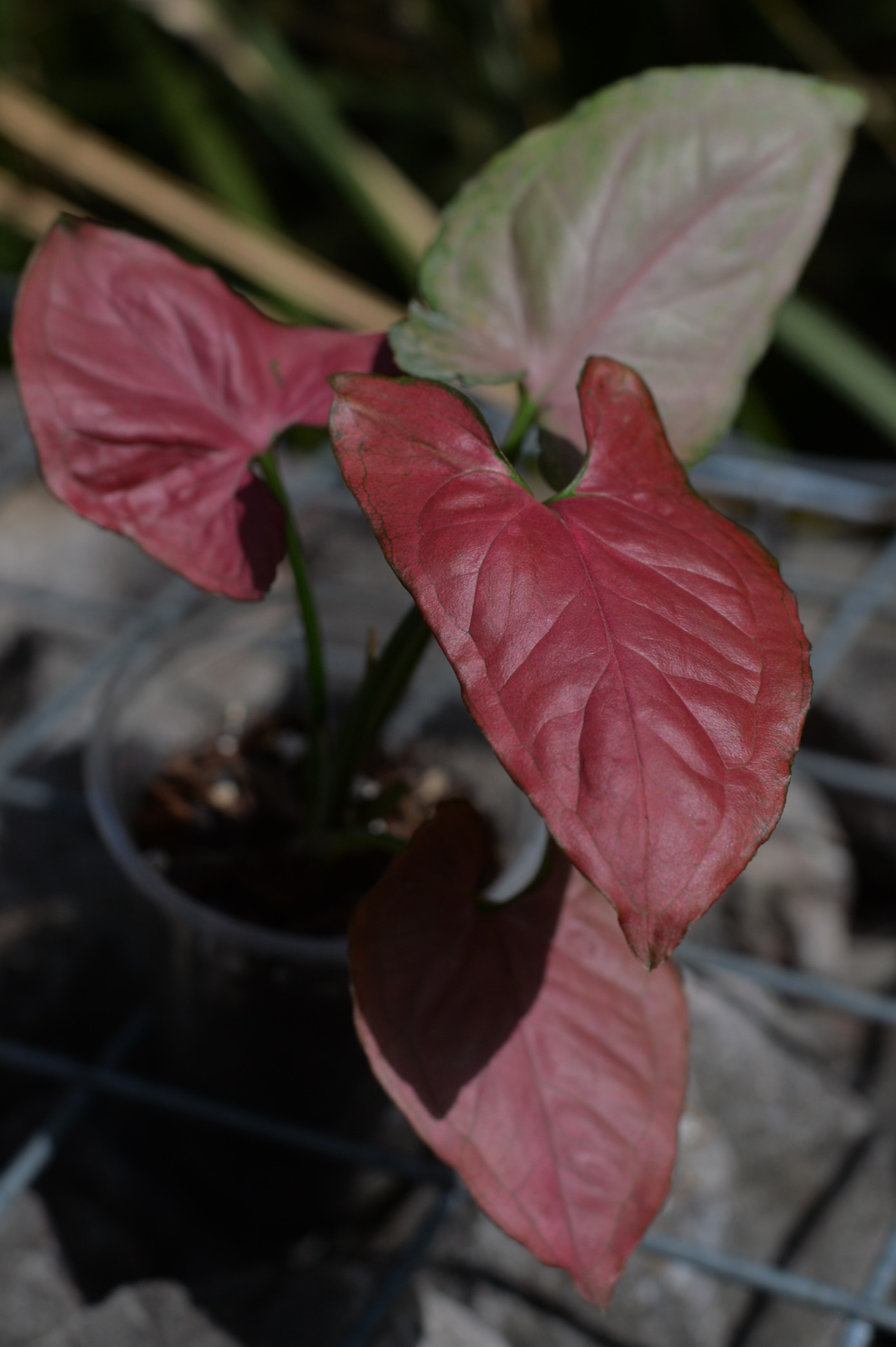 Home & Living Orm Nak Red extremely rare & hard to find Outdoor ...