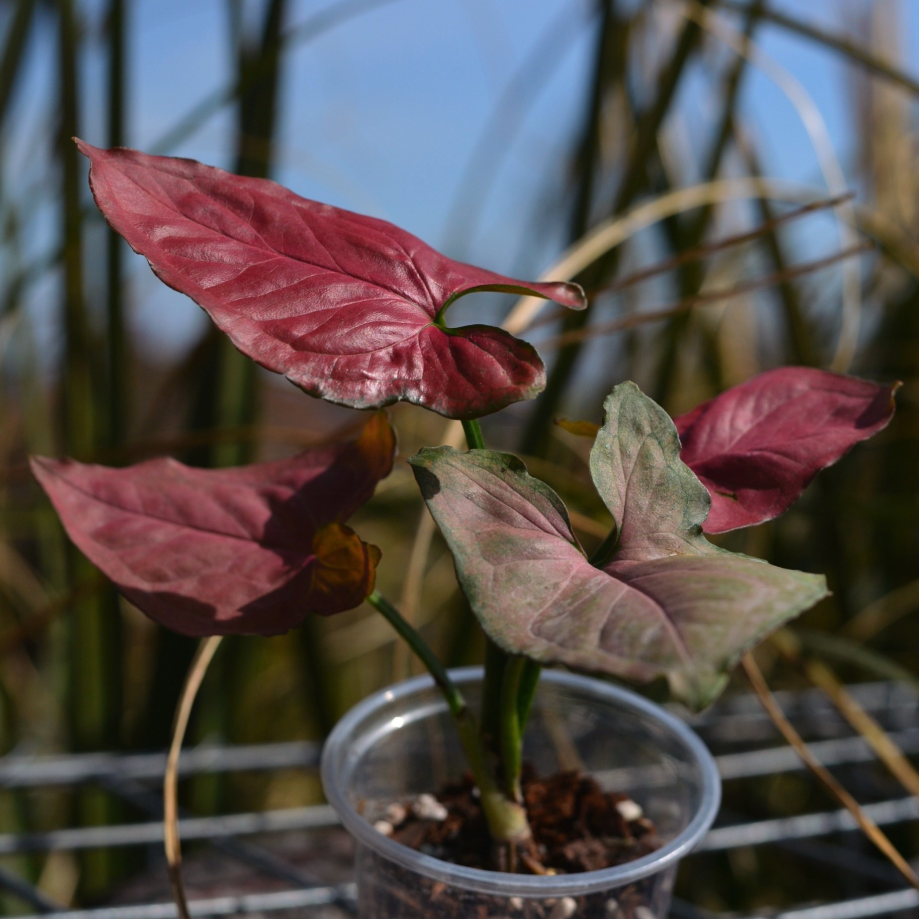 Home & Living Orm Nak Red extremely rare & hard to find Outdoor ...