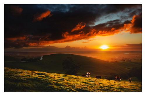 Cattle Grazing on a Hill, Barossa Valley | DRAGAN FINE ART PHOTOGRAPHY