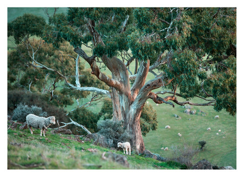 Sheep Under a Gum Tree, Eden Valley | DRAGAN FINE ART PHOTOGRAPHY