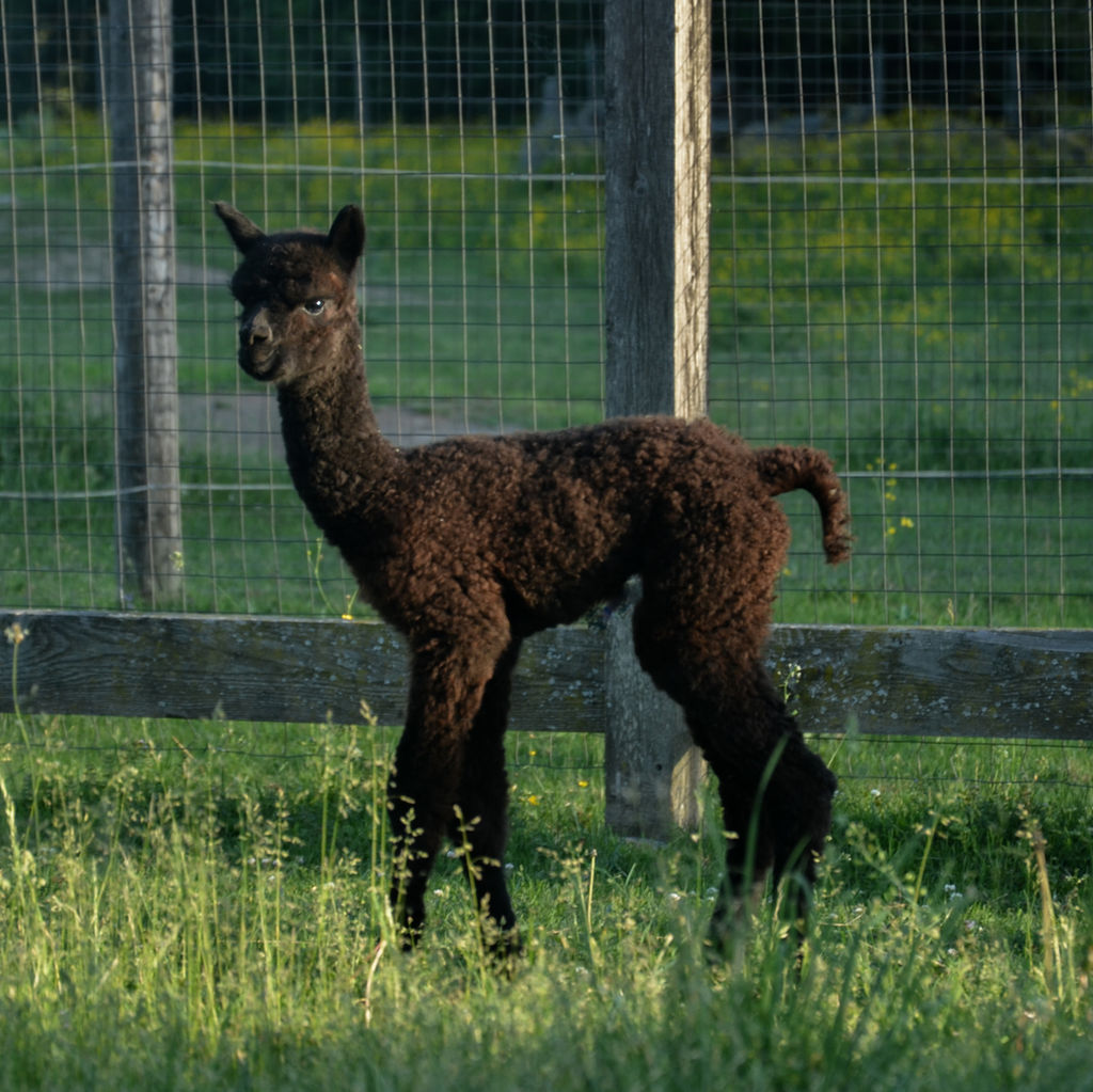 Alpaca Farm | Eastern Townships | Alpagas Sutton