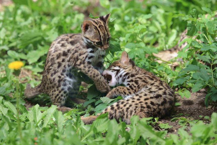 Le chat Léopard d'Asie
