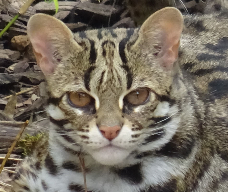 Le chat Léopard d'Asie