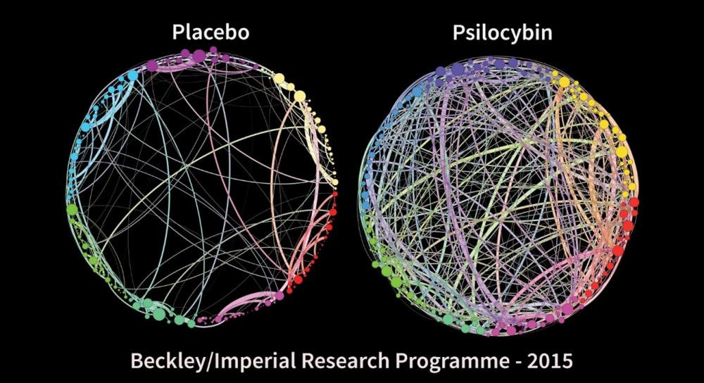 How Psilocybin Impacts The Brain