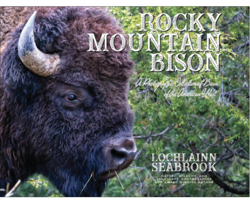 Rocky Mountain Bison | Sea Raven Press