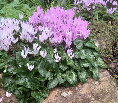 Cyclamen persicum | Yoash