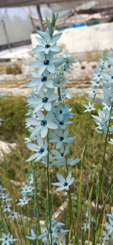 איקסיה מלייקה | Yoash