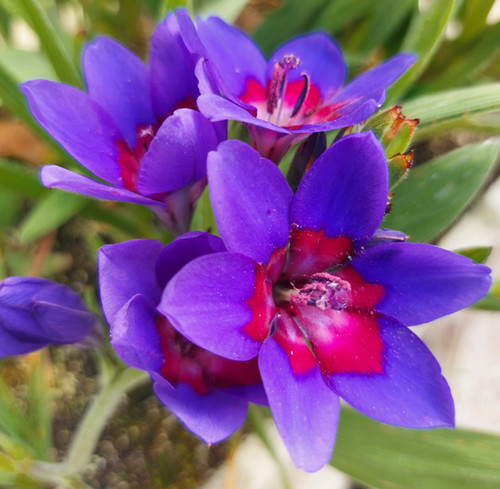 בביאנה רוברוציאנאה | Yoash