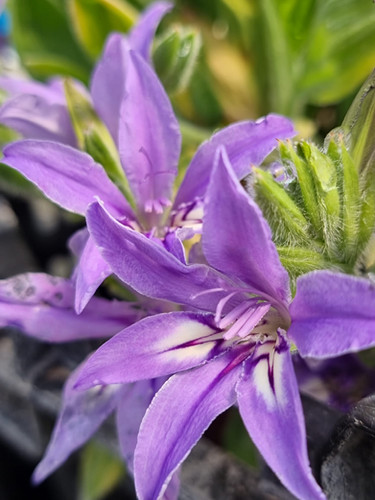 בביאנה ריחנית | Yoash