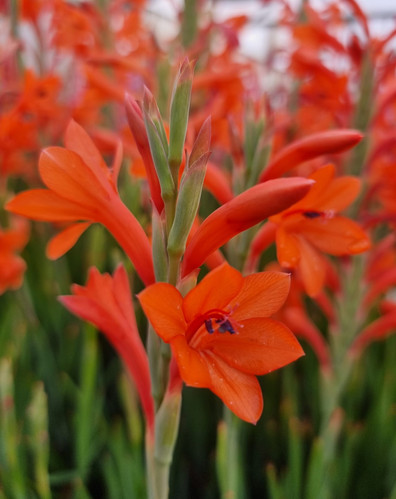 Red Watsonia | Yoash