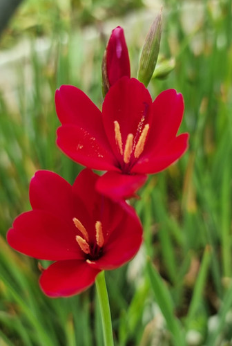 Red Geissorhiza | Yoash