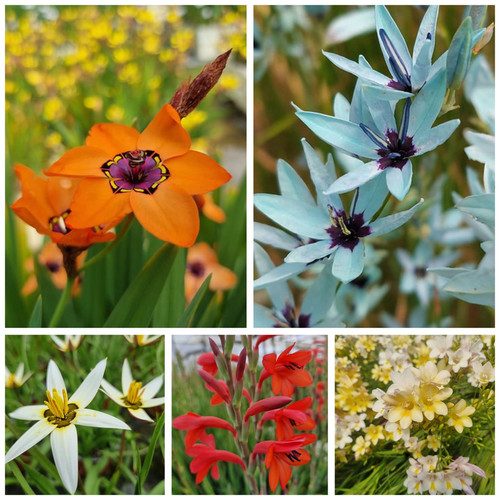 An Economical package 5 types of bulbs | Yoash