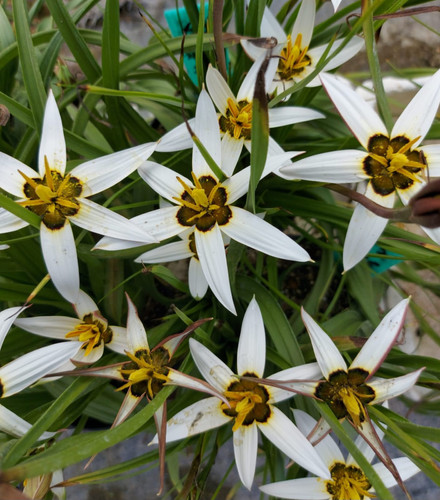 New!!! Pauridia capensis | Yoash