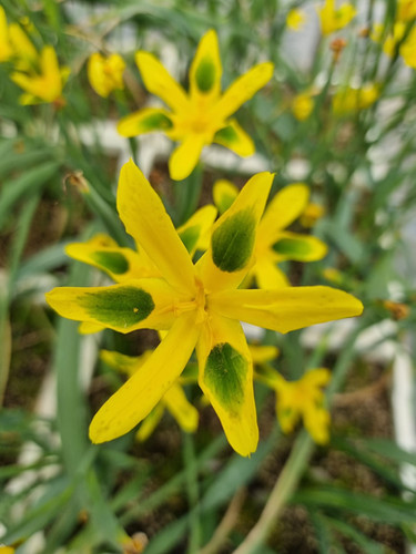 Moraea Elegans | Yoash