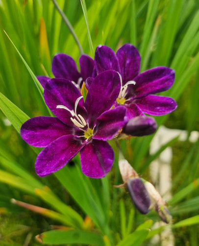 ספרקסיס סגול | Yoash