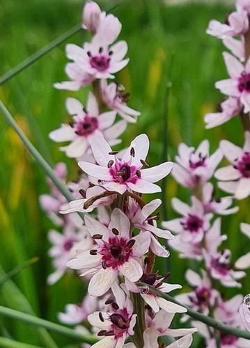 וורומבאה סטריקטה | Yoash