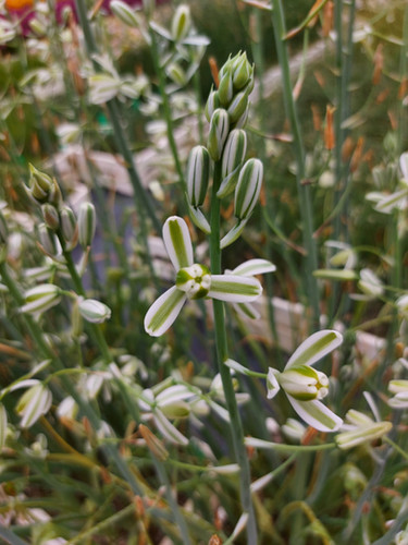 Albuca maxima | Yoash