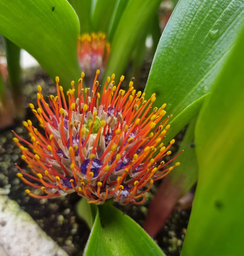 דובניה זיירי | Yoash