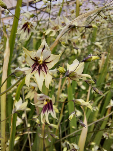 פעמוני הפיה | Yoash