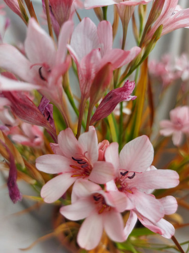 Tritonia cooperi | Yoash