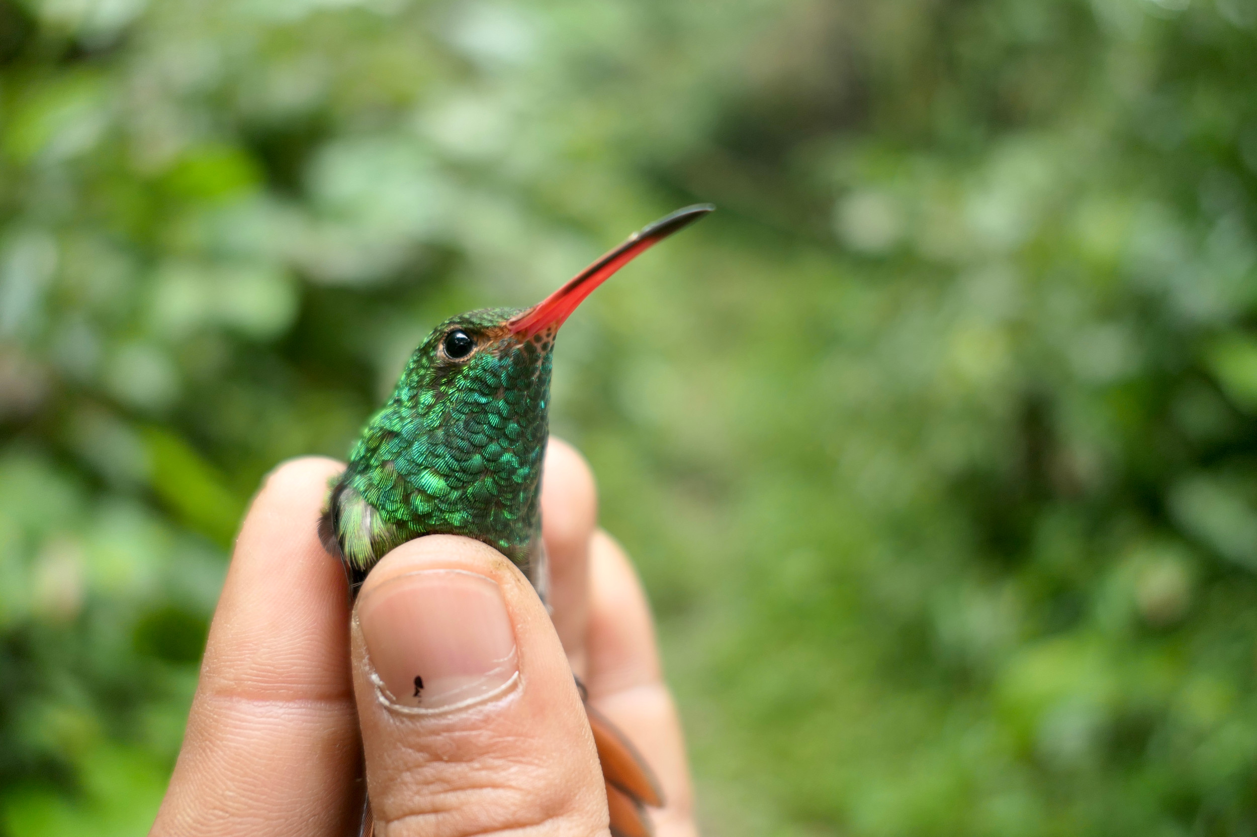 Hummingbird Tracking | Alyssa J Sargent
