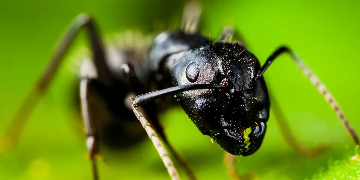 How to Get Rid of Ants Coming from Baseboards | Temecula, CA