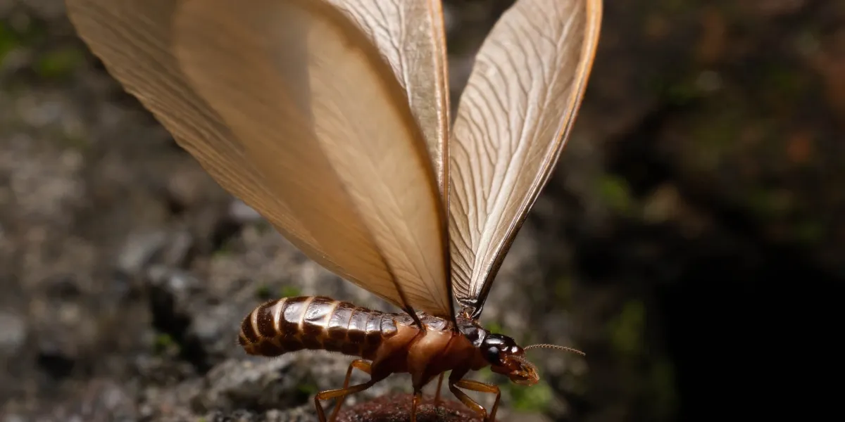 Signs of Termites Florida | Port St. Lucie, Delray Beach