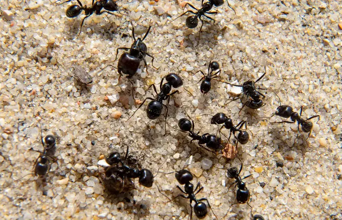 South Florida Ants Identification | Port St. Lucie, Delray Beach