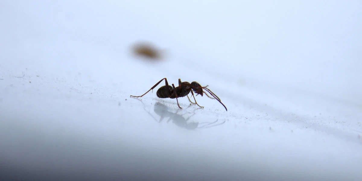Common Ants in Florida | Port St. Lucie, Delray Beach