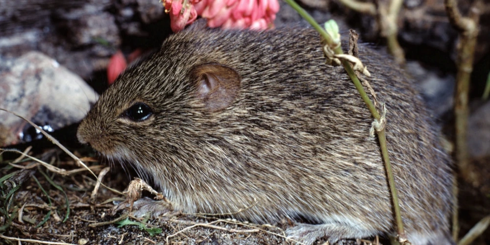 Common Florida Rat Types | Port St. Lucie, Delray Beach
