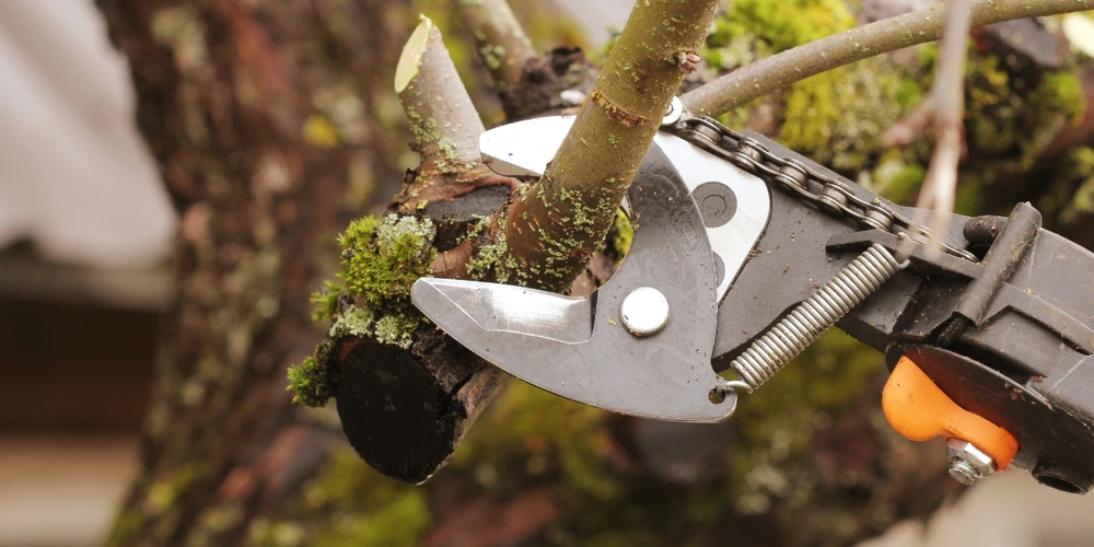 Palm Rats Florida | Port St. Lucie, Delray Beach