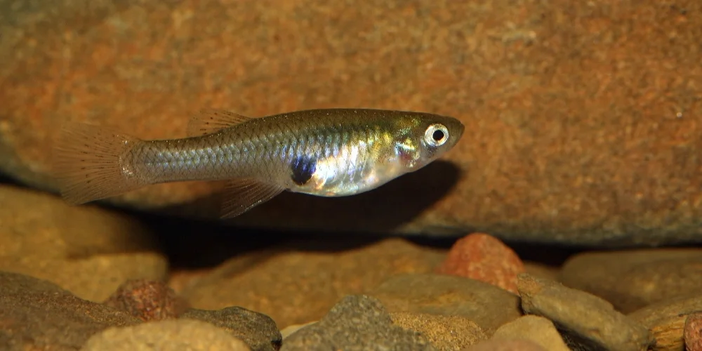 eastern mosquitofish native range