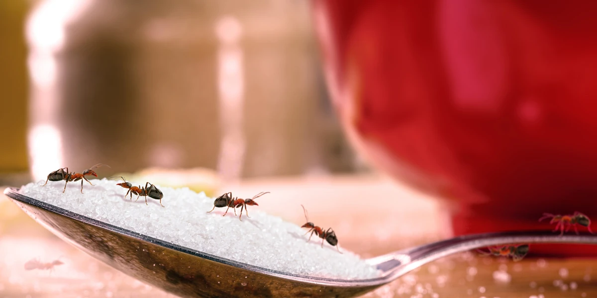 How to Get Rid of Ants Coming from Baseboards | Temecula, CA