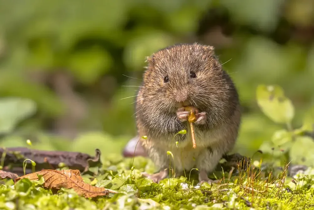 Do Voles Carry Disease