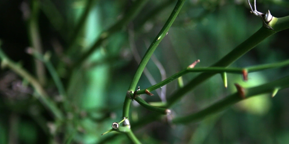 Exploring the Best Hunting Chaps for Today's Hunter