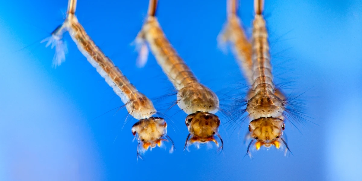 Does Florida Have Mosquitoes? | Port St. Lucie, Delray Beach