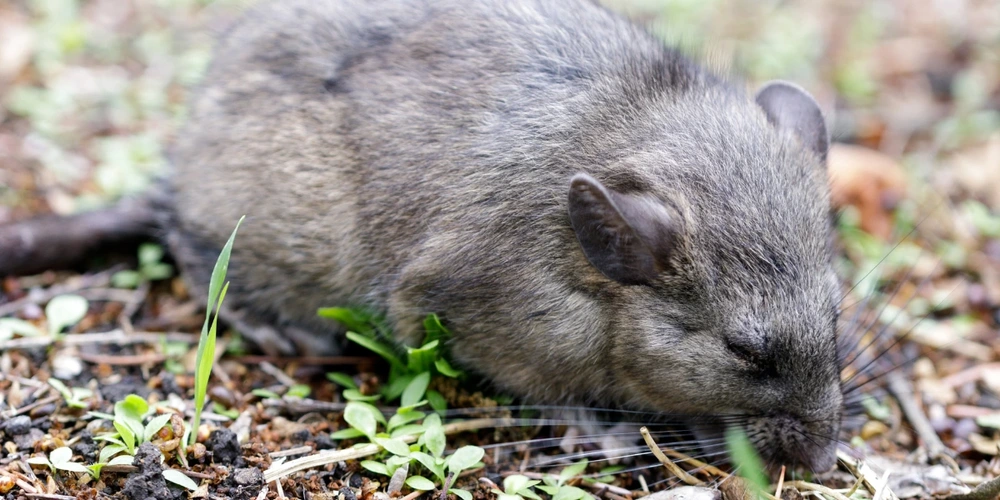 Common Florida Rat Types | Port St. Lucie, Delray Beach