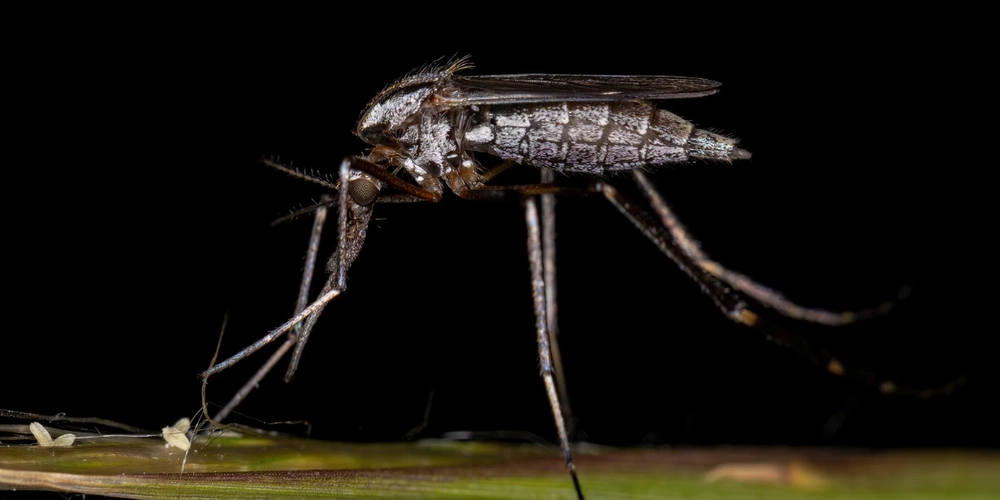 Encounter with Giants: Gallinipper, The Big Florida Mosquito