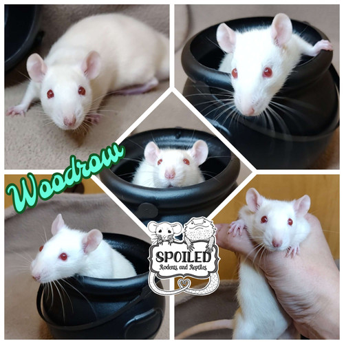 Woodrow - Albino Male | Spoiled Rodents and