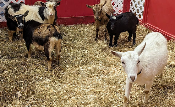 Newfoundland & Labrador Federation of Agriculture