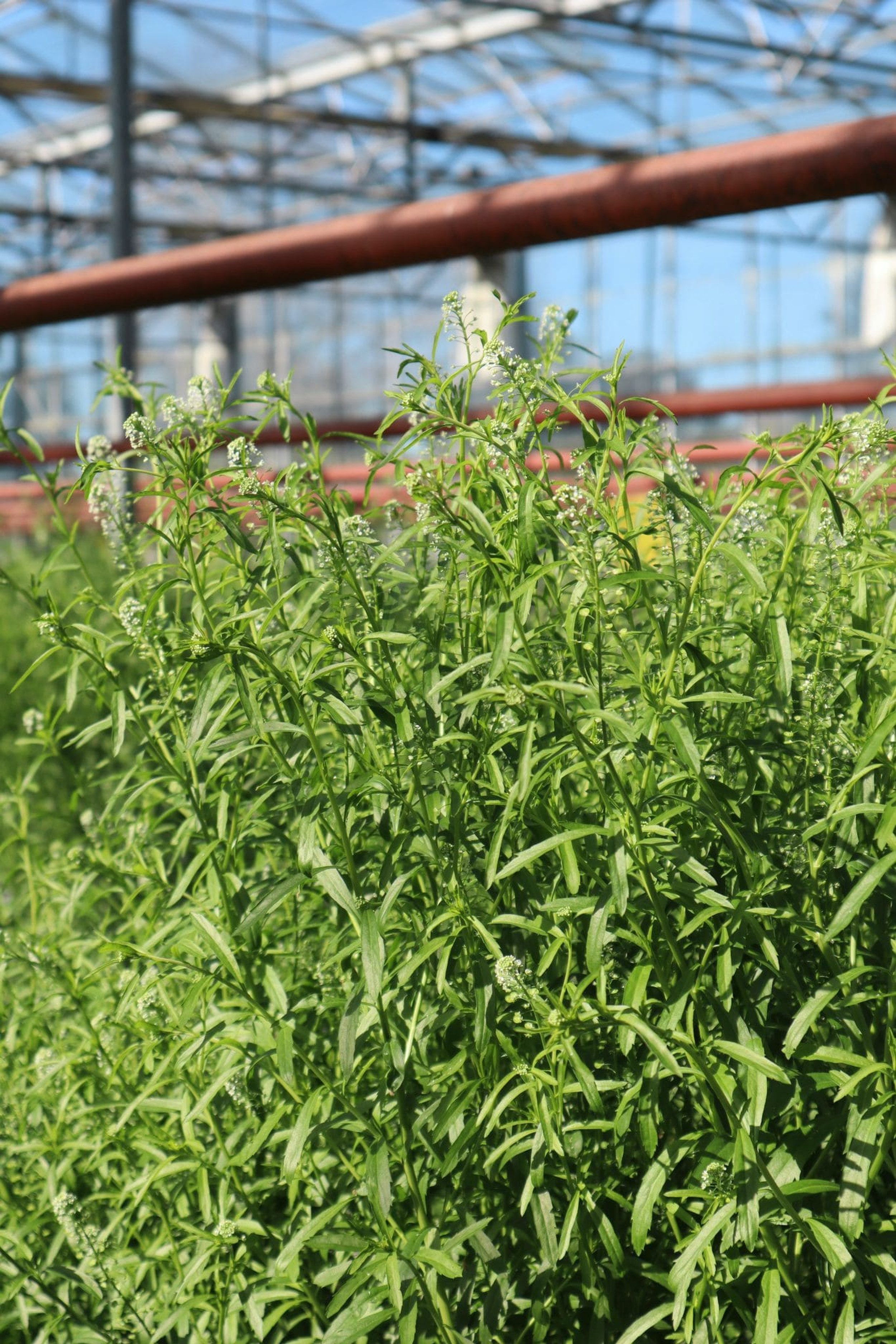 Wholesale Lepidium NZ | Fresh Cut Foliage | Flower Fusion