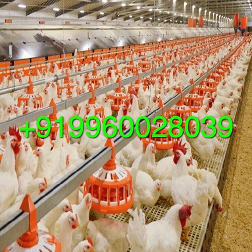 Poultry House for Broiler and Layer | EC POULTRY HOUSE