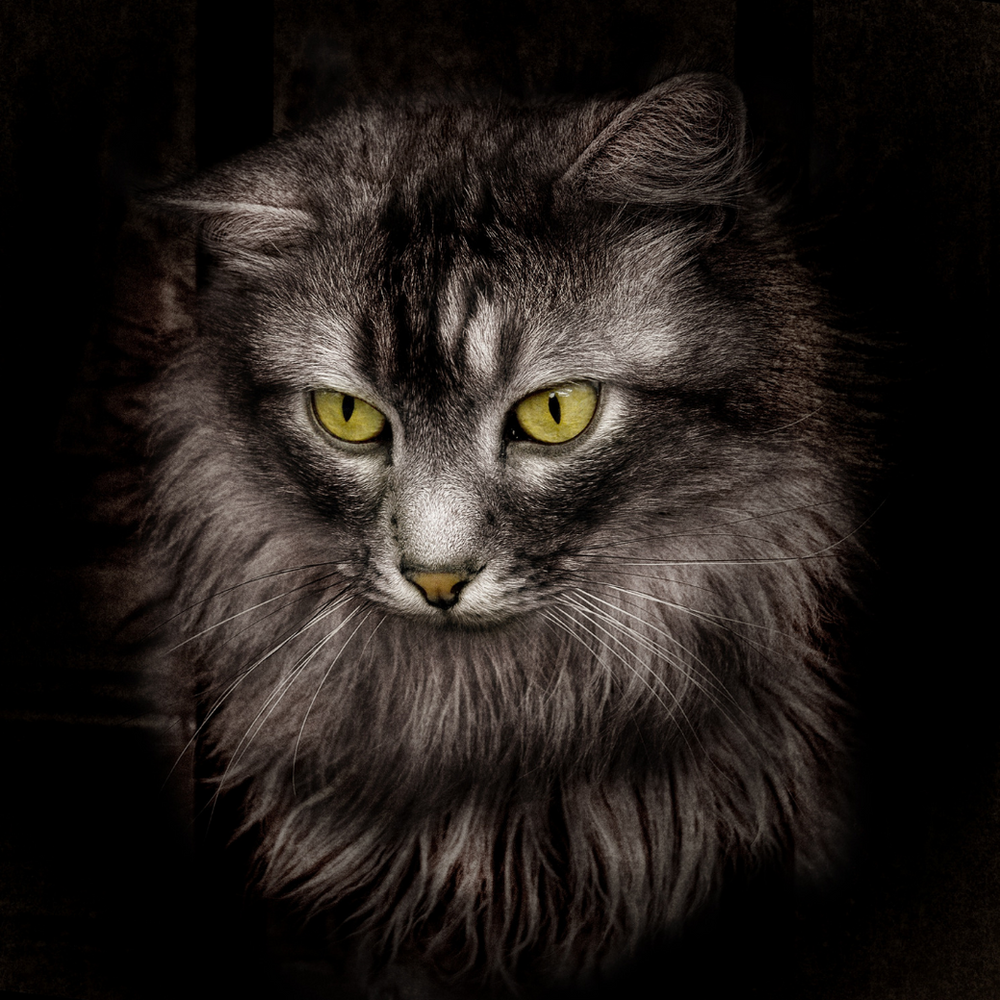 Viking Cats: Sacred Betrothal Beasts?