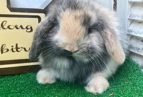 Holland Lops Ivy Magpie X Bainbridges Bunnies Facebook Atelier