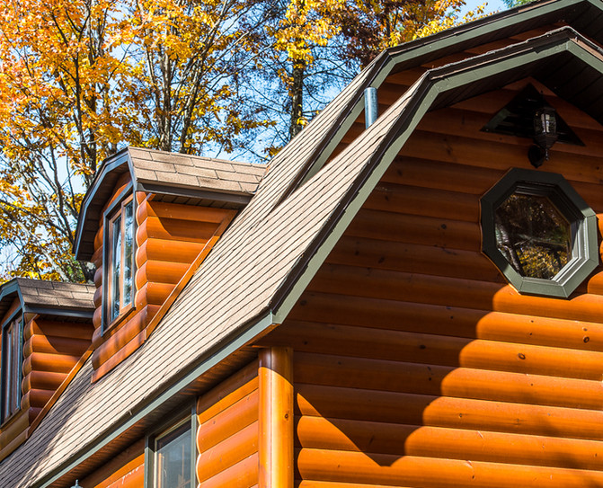 Pin blanc| Maxi forêt