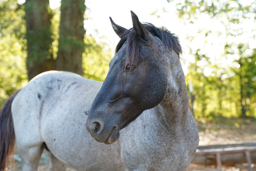 Sundance's Herd | sacredwaysanctuary